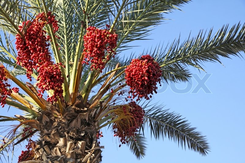 Close-up date palm tree with dates | Stock image | Colourbox
