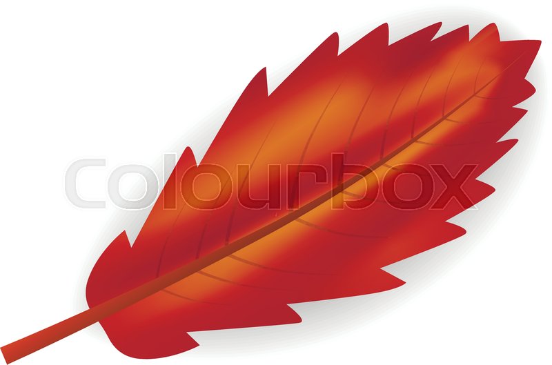 Red leaf icon. Realistic illustration ... | Stock vector | Colourbox