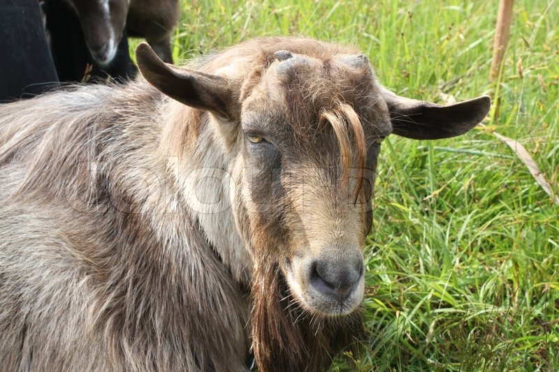 Hornless brown goat | Stock Photo | Colourbox