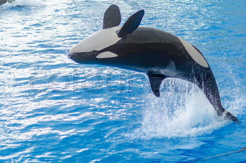 Wild Orca Jumping