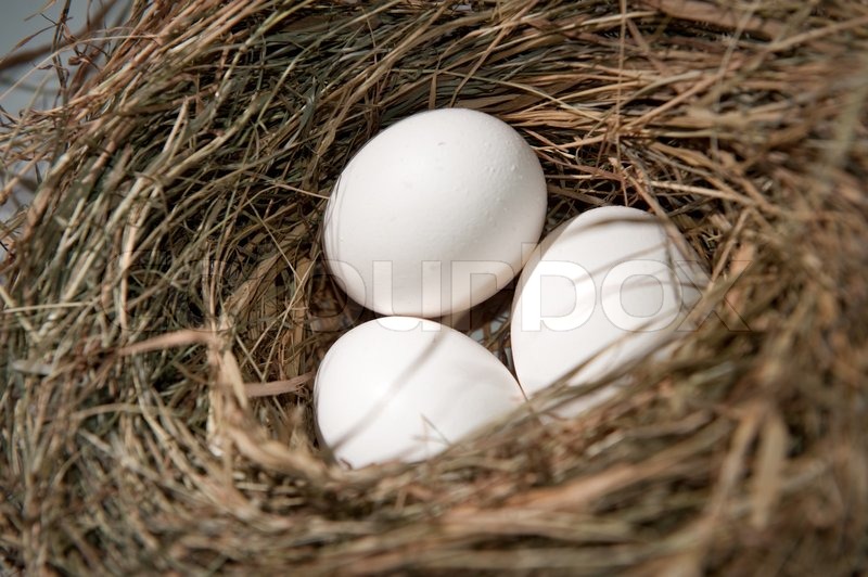 Eier im Nest | Stock Bild | Colourbox
