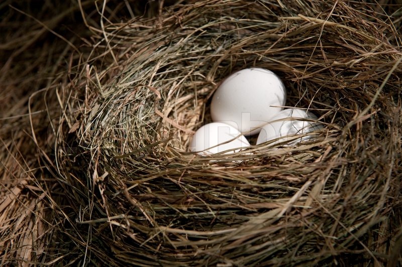 Eggs in nest | Stock Photo | Colourbox