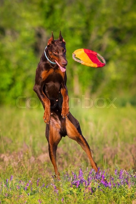 Doberman play with toy in spring ... | Stock image | Colourbox