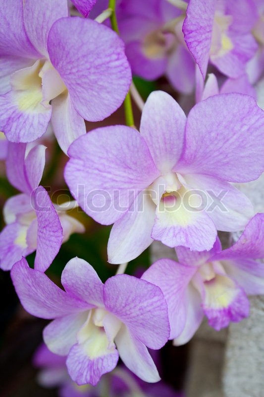 Light Blue Orchid | Stock image | Colourbox