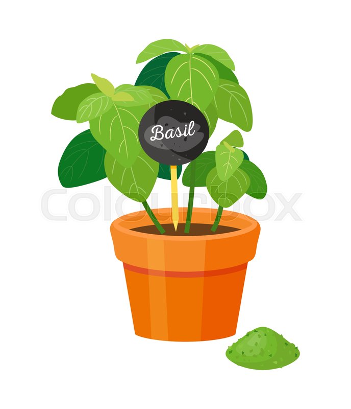 Basil Illustration
