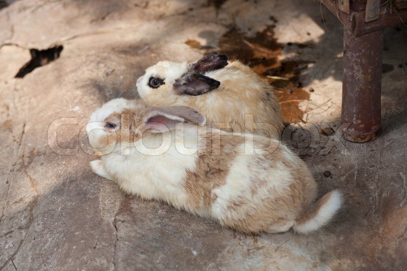 Rabbit in the zoo | Stock image | Colourbox