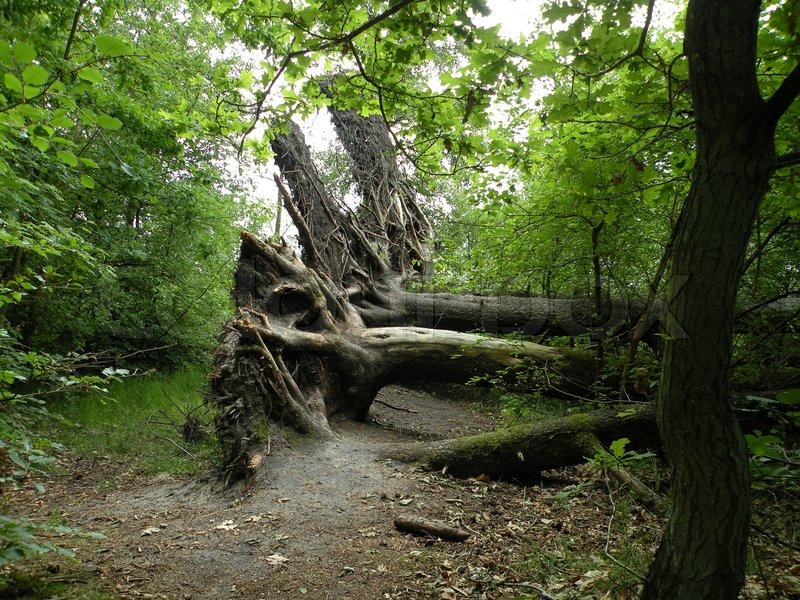 Huge roots of fallen trees | Stock image | Colourbox