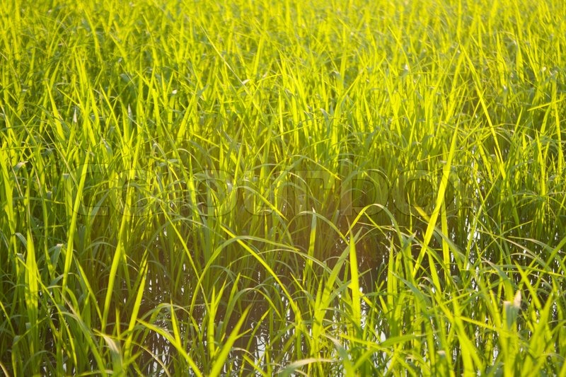 In the rice fields | Stock image | Colourbox