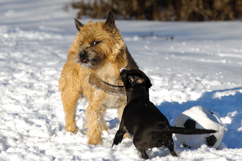 Two dogs playing | Stock image | Colourbox
