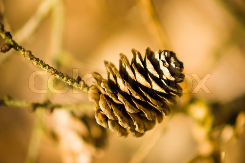 Autumn nature Tannenzapfen auf einem Ast | Stock Bild | Colourbox