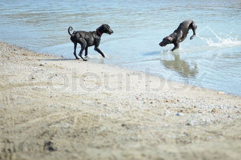 Zwei Hunde spielen | Stock Bild | Colourbox