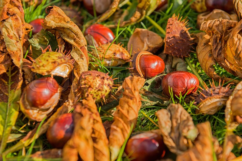 Kastanjer faldet ned på græsset lige ... | Stock foto | Colourbox