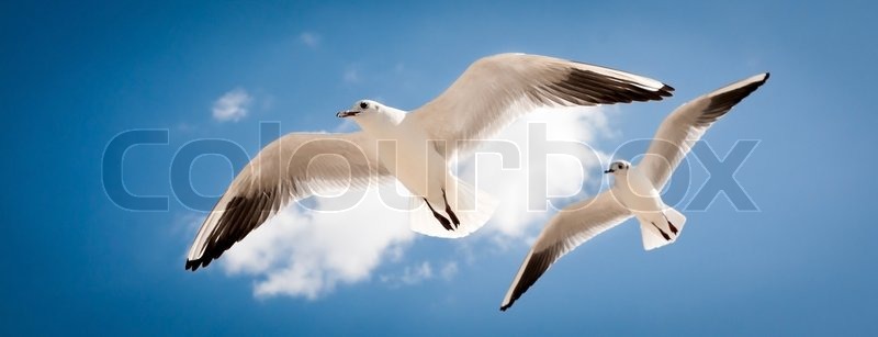 Zwei Möwen fliegen | Stock Bild | Colourbox