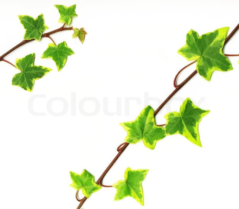 Border of Green Efeu auf weißem ... | Stock Bild | Colourbox