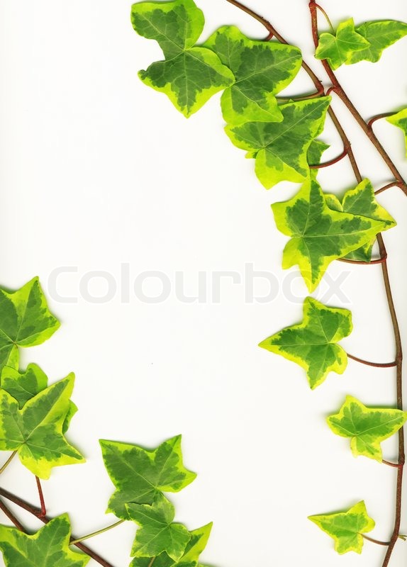 Border of Green Efeu auf weißem ... | Stock Bild | Colourbox