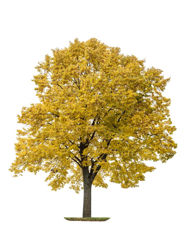 Maple Tree White Background