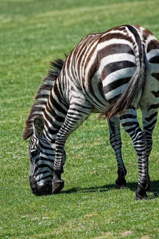 Zebra eating grass on a green field | Stock Photo | Colourbox