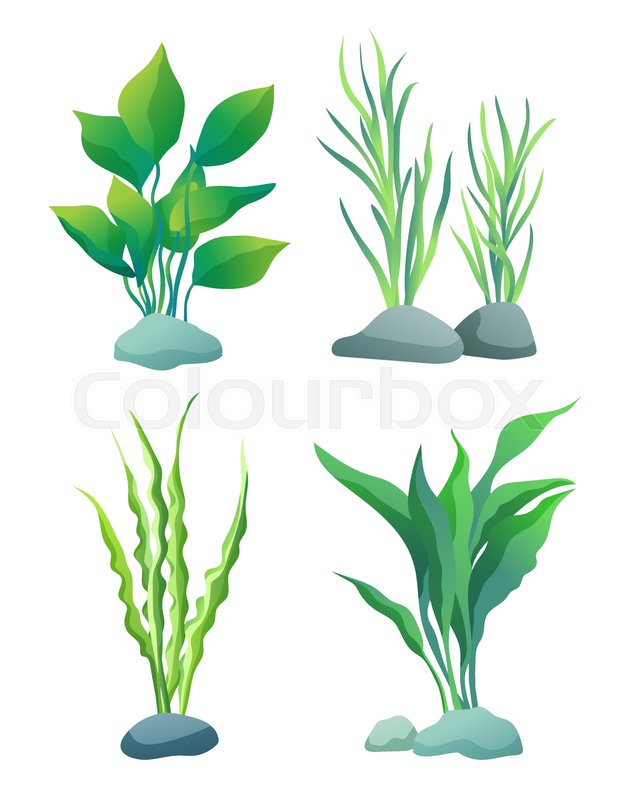Algae Plant Drawing