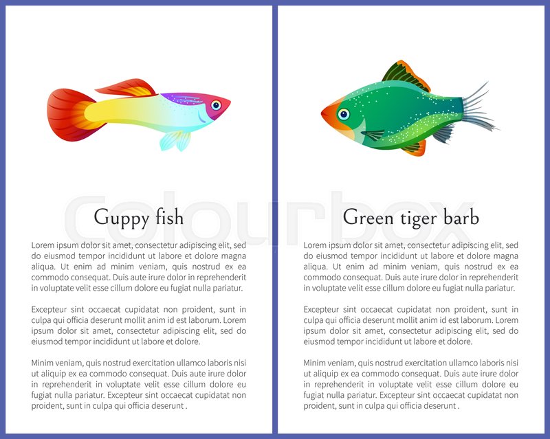 Guppy Fish Posters