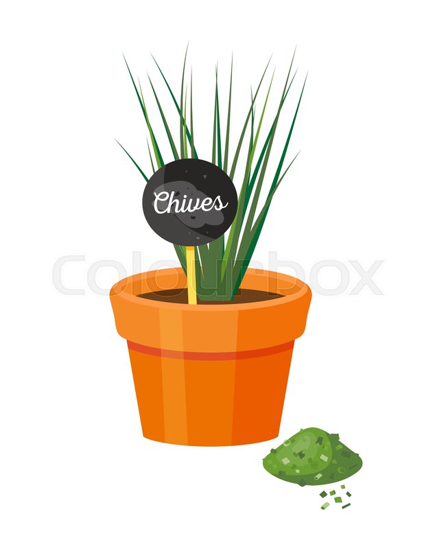 Chives Illustration