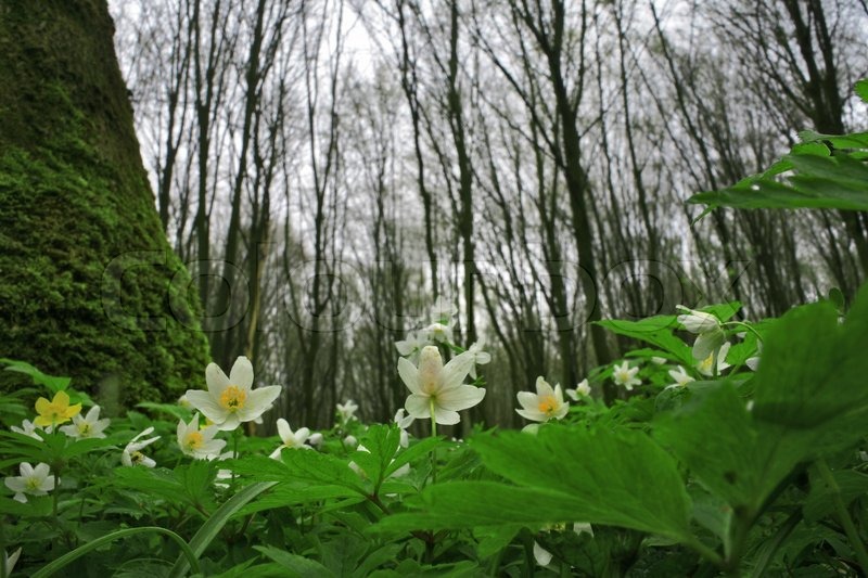 White flowers in forest | Stock image | Colourbox