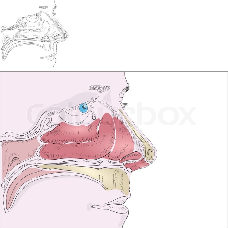 Allergic rhinitis | Stock vector | Colourbox