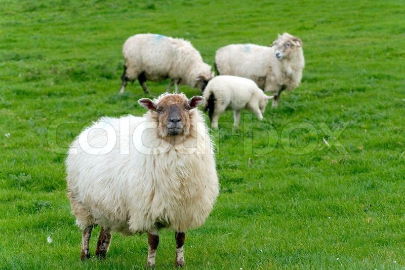 Irish sheep | Stock image | Colourbox