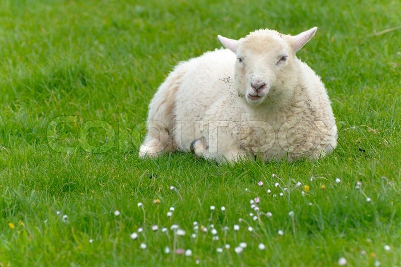 Irish sheep | Stock image | Colourbox