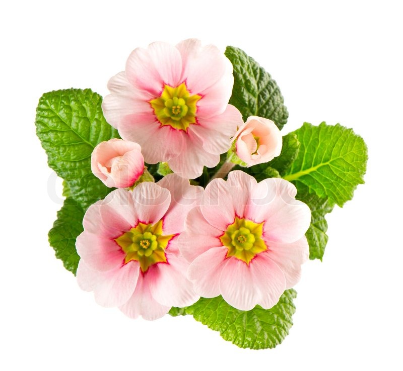 Pink primulas isolated on white ... | Stock image | Colourbox
