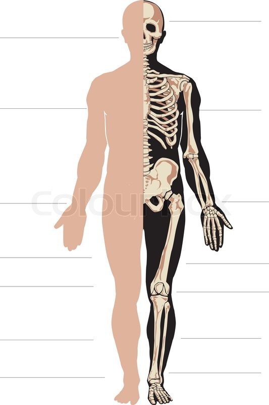 Anatomy male | Stock vector | Colourbox