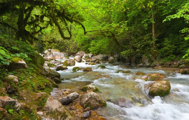 River in beautiful forest | Stock Photo | Colourbox