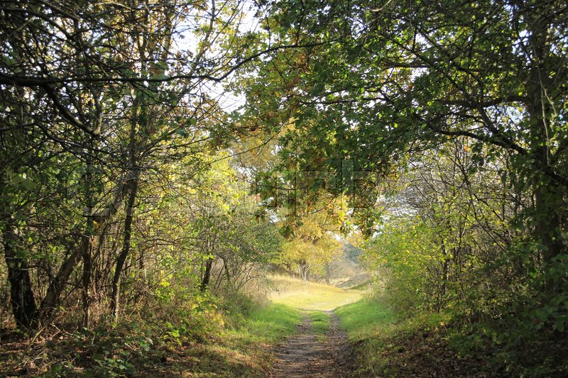 Wonderful place with trees in the park ... | Stock image | Colourbox