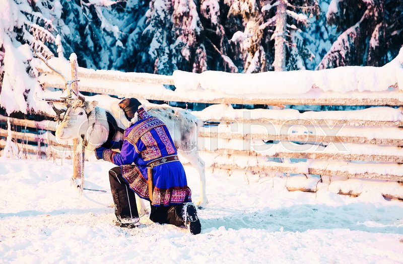 Saami Reindeer