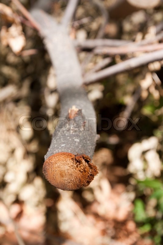 Broken branch from a tree | Stock image | Colourbox