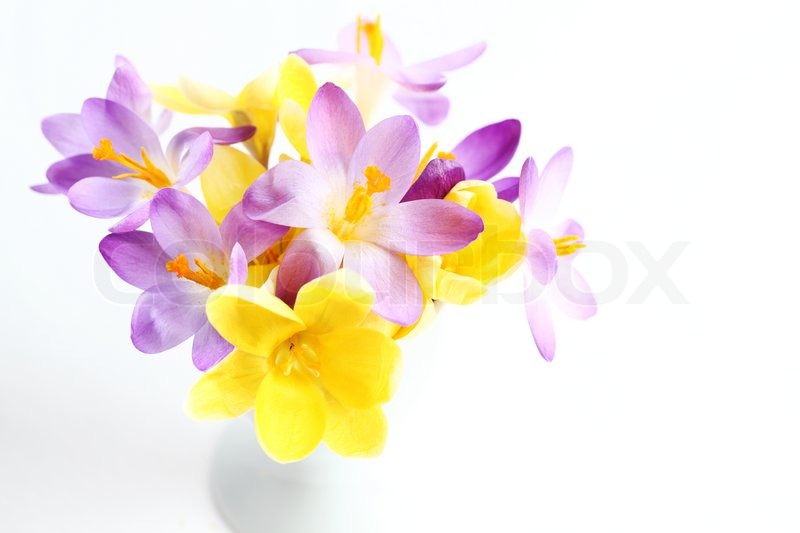 Spring flowers on white background | Stock image | Colourbox