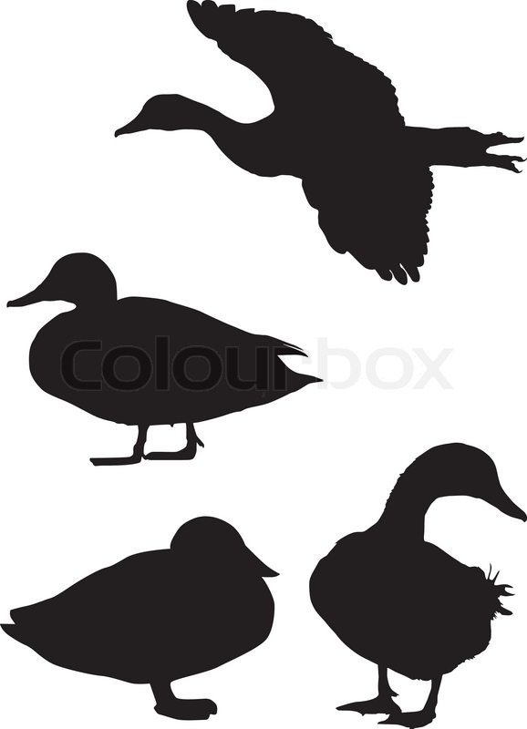 Silhouette einer Ente | Stock-Vektor | Colourbox