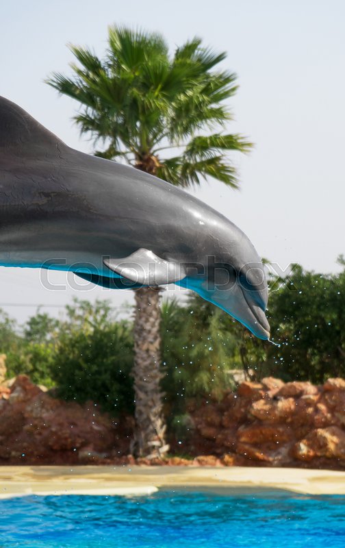 Dolphin flying in the air during water ... | Stock image | Colourbox