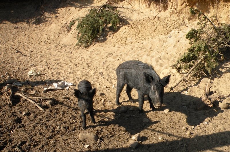 Sorte svin , mor og kid close up | Stock foto | Colourbox