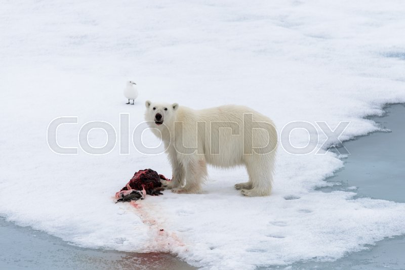 Polar bear eating seal on pack ice | Stock image | Colourbox