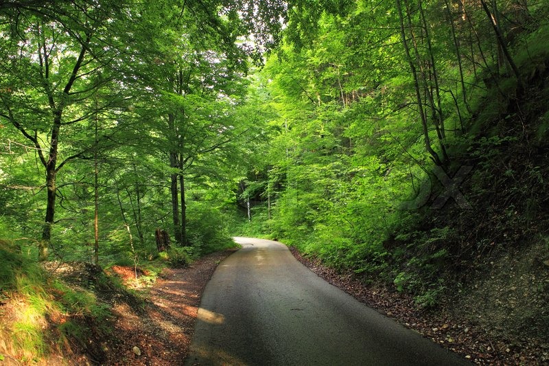 Narrow paved road through green forest ... | Stock image | Colourbox