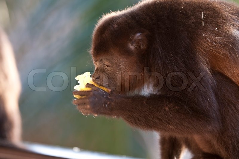 Monkey is eating an apple | Stock image | Colourbox