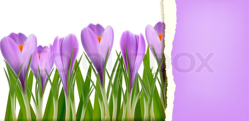 Spring flower background with ripped ... | Stock image | Colourbox