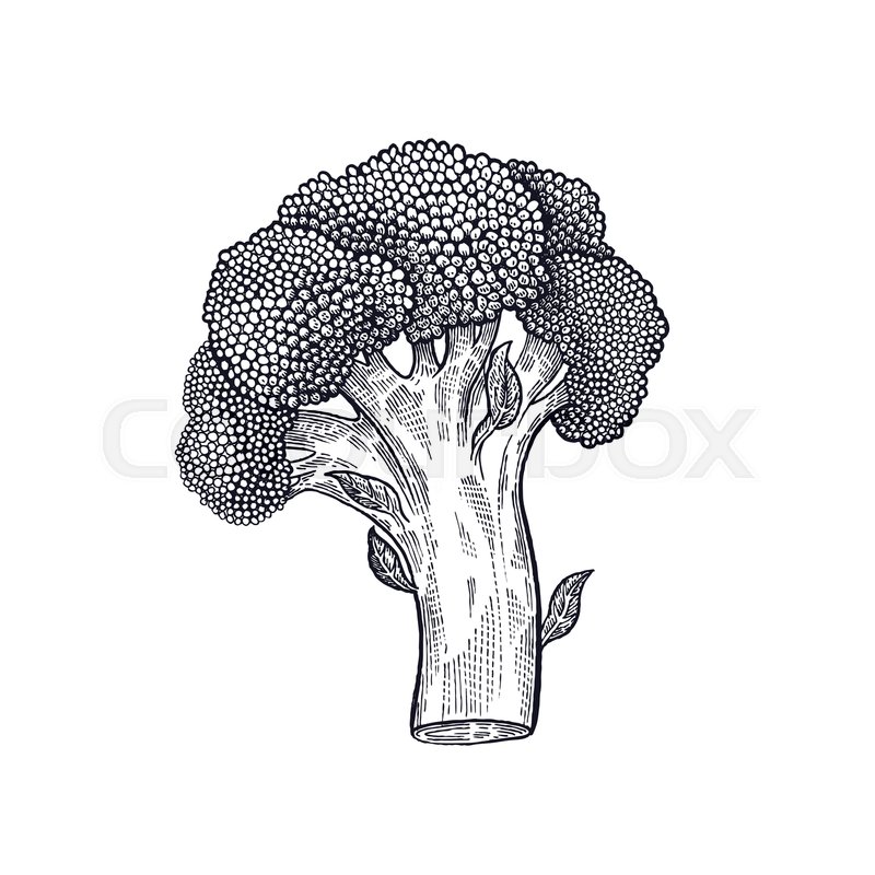 Broccoli Drawing