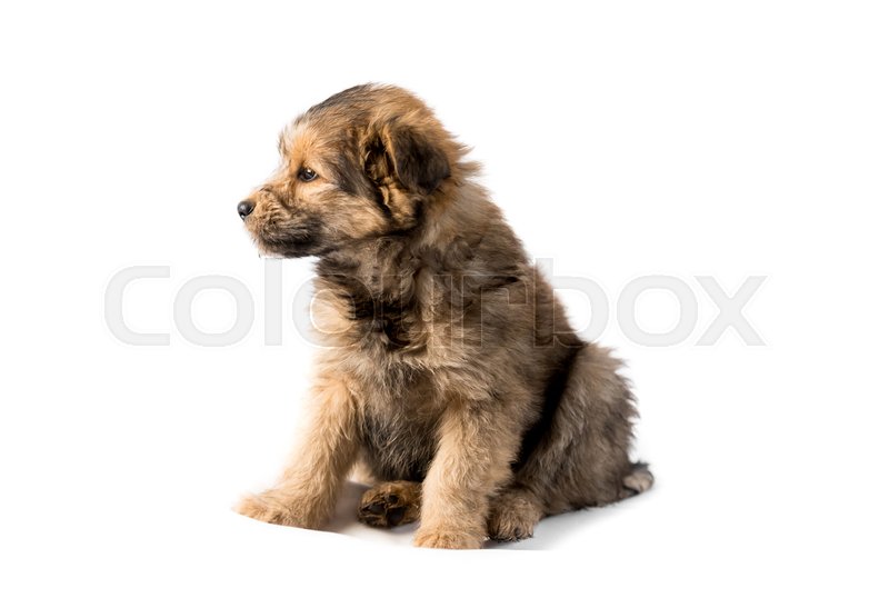 Cute Light Brown Dogs