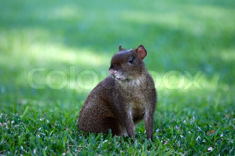 Mexican Agouti | Stock Bild | Colourbox