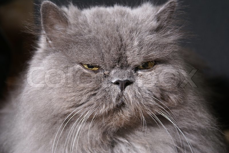 Fat Persian Cats Funny