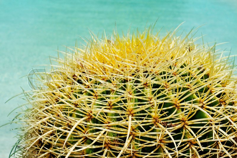 Closeup of a round cactus with its ... | Stock image | Colourbox