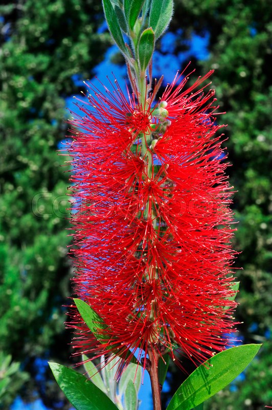 Closeup of some callistemon citrinus ... | Stock image | Colourbox