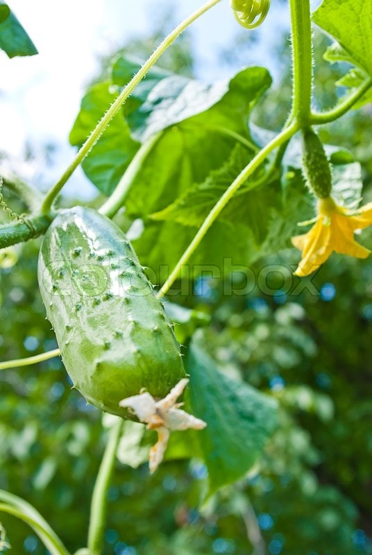 En grøn agurk | Stock foto | Colourbox