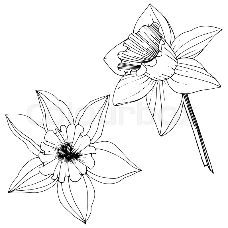Vector Narcissus. Floral botanical ... | Stock vector | Colourbox